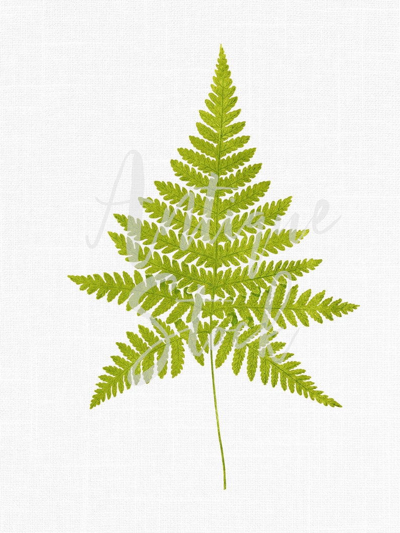 Fern Leaf Clipart Vintage Leaves Clipart Botanical | Etsy