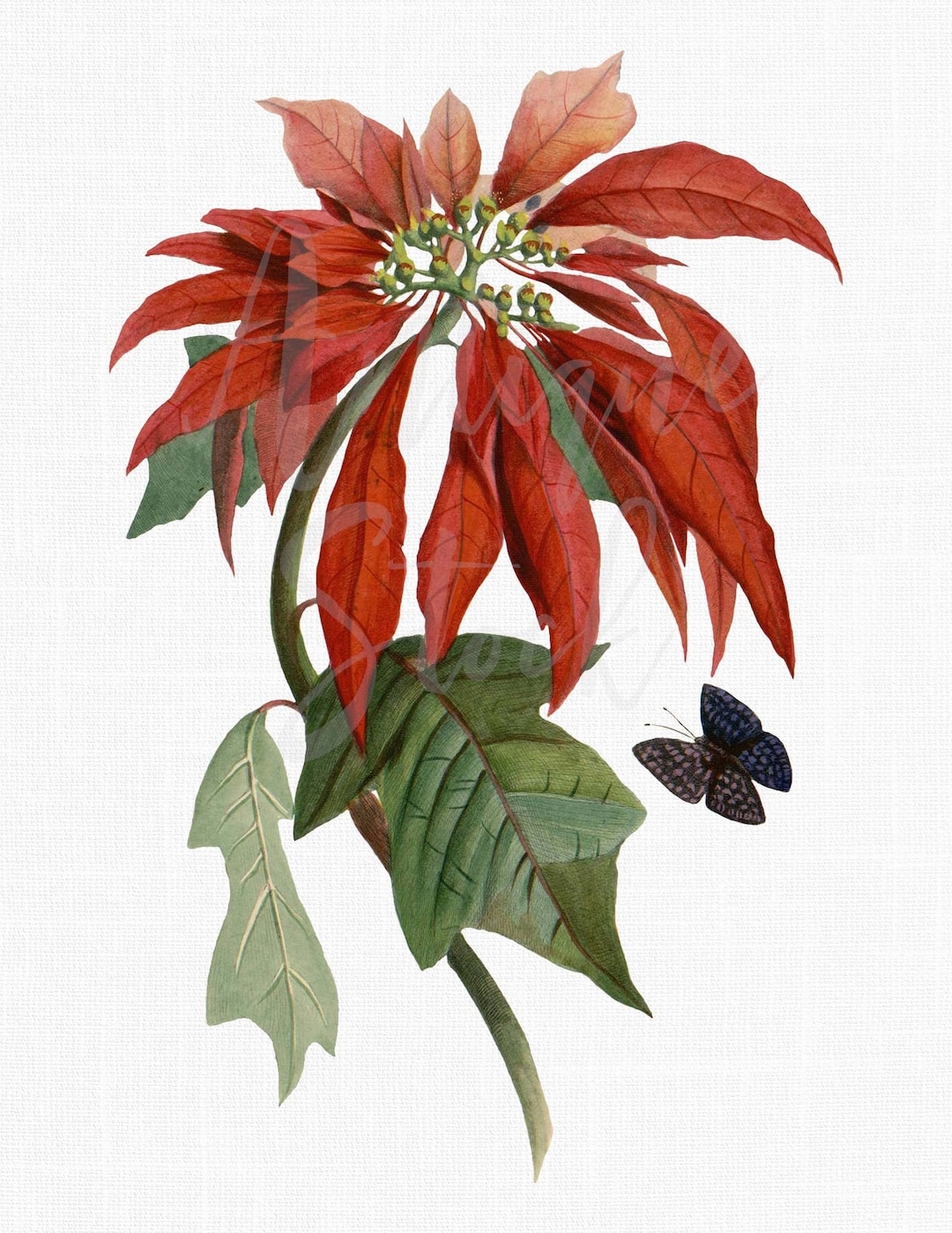 Poinsettia Digital Clip Art christmas Flower Vintage Botanical ...