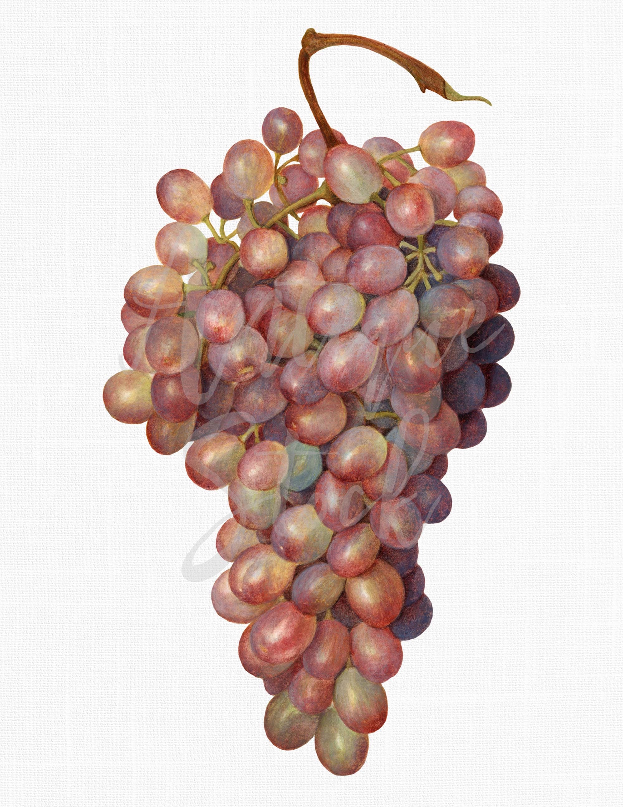 Grapes Graphic Design