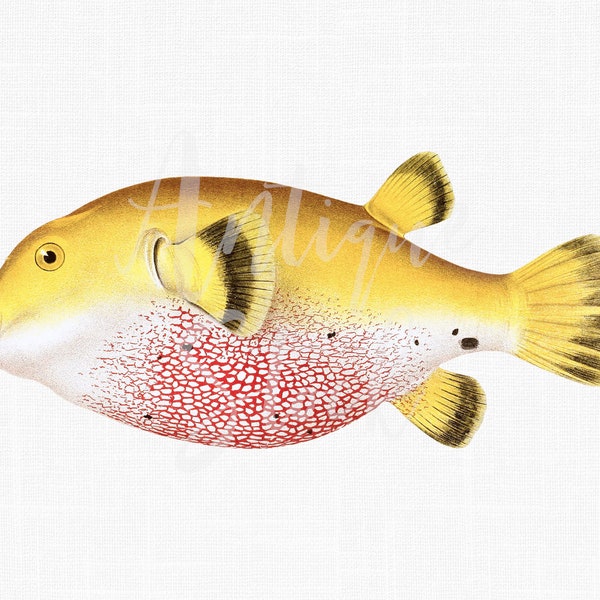 Puffer Fish Clipart - Etsy