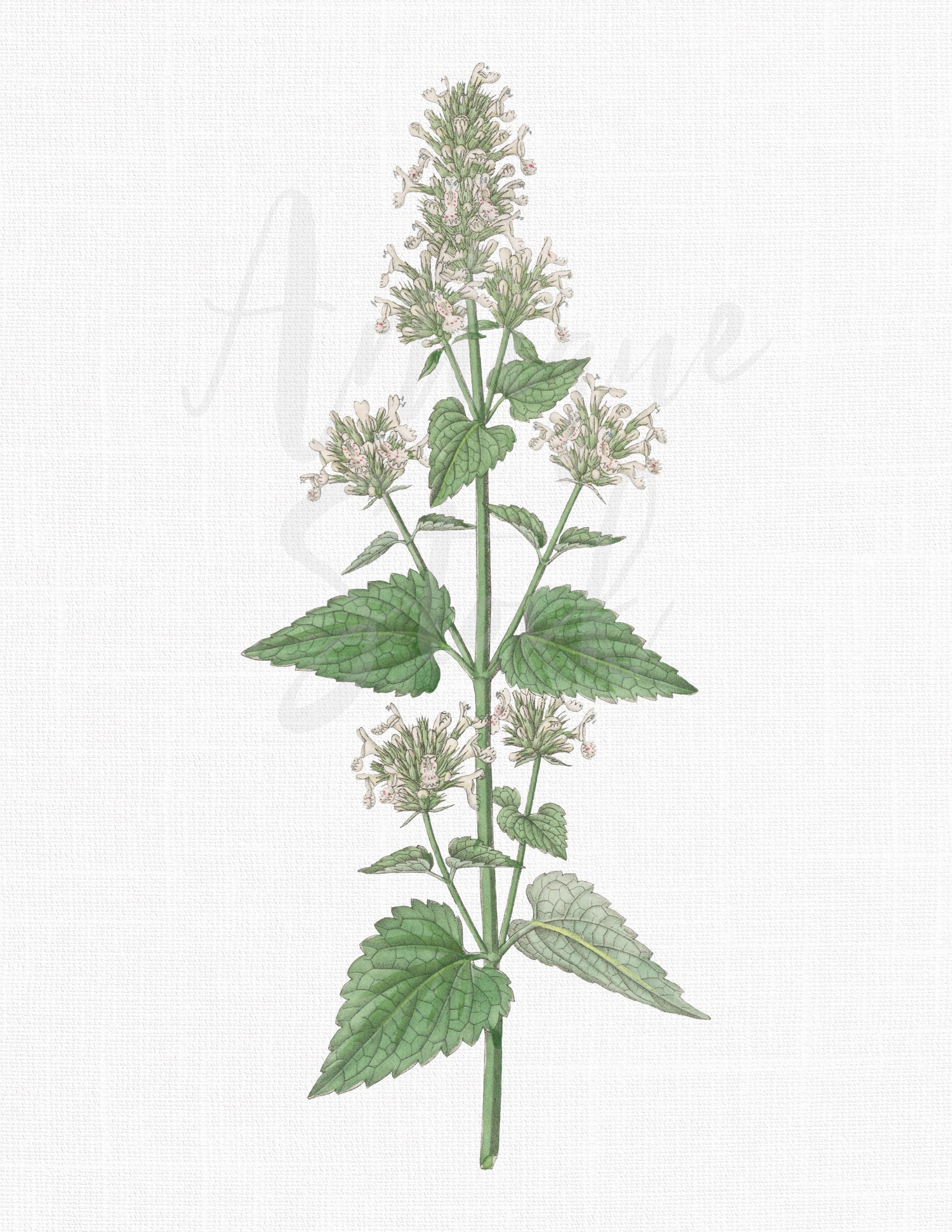 Catnip Plant Drawing