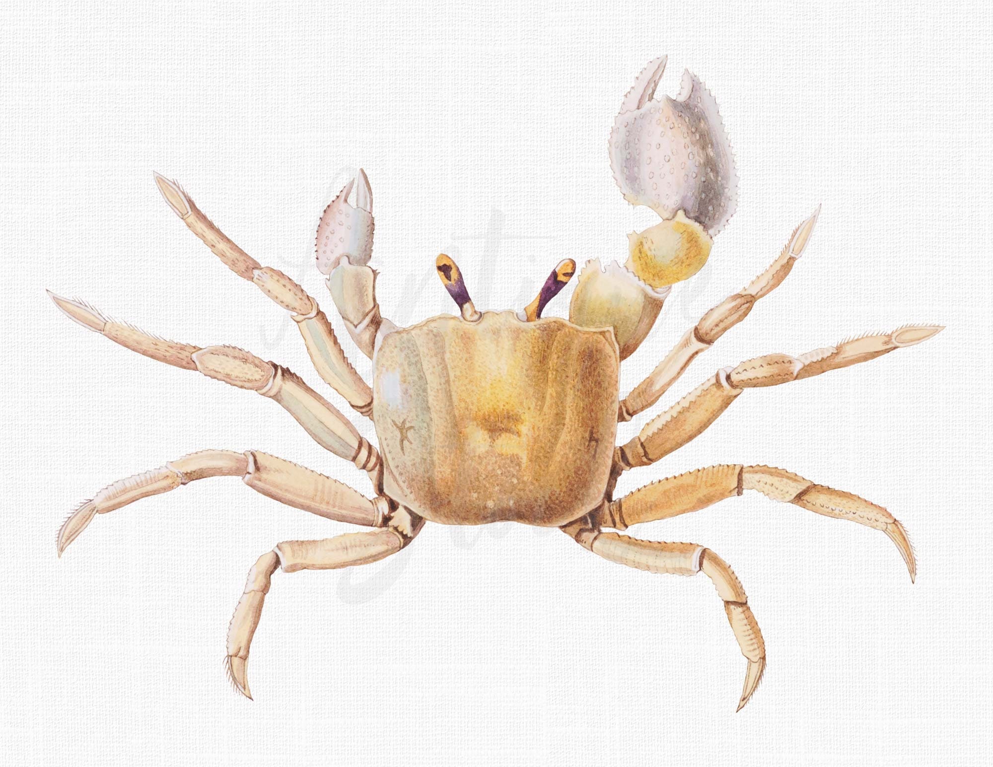Ghost Crab