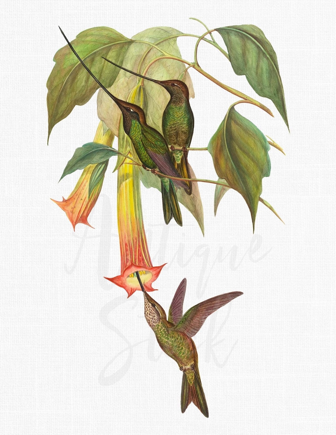 Hummingbird Clipart PNG + JPG Illustrations "sword-billed Hummingbirds ...