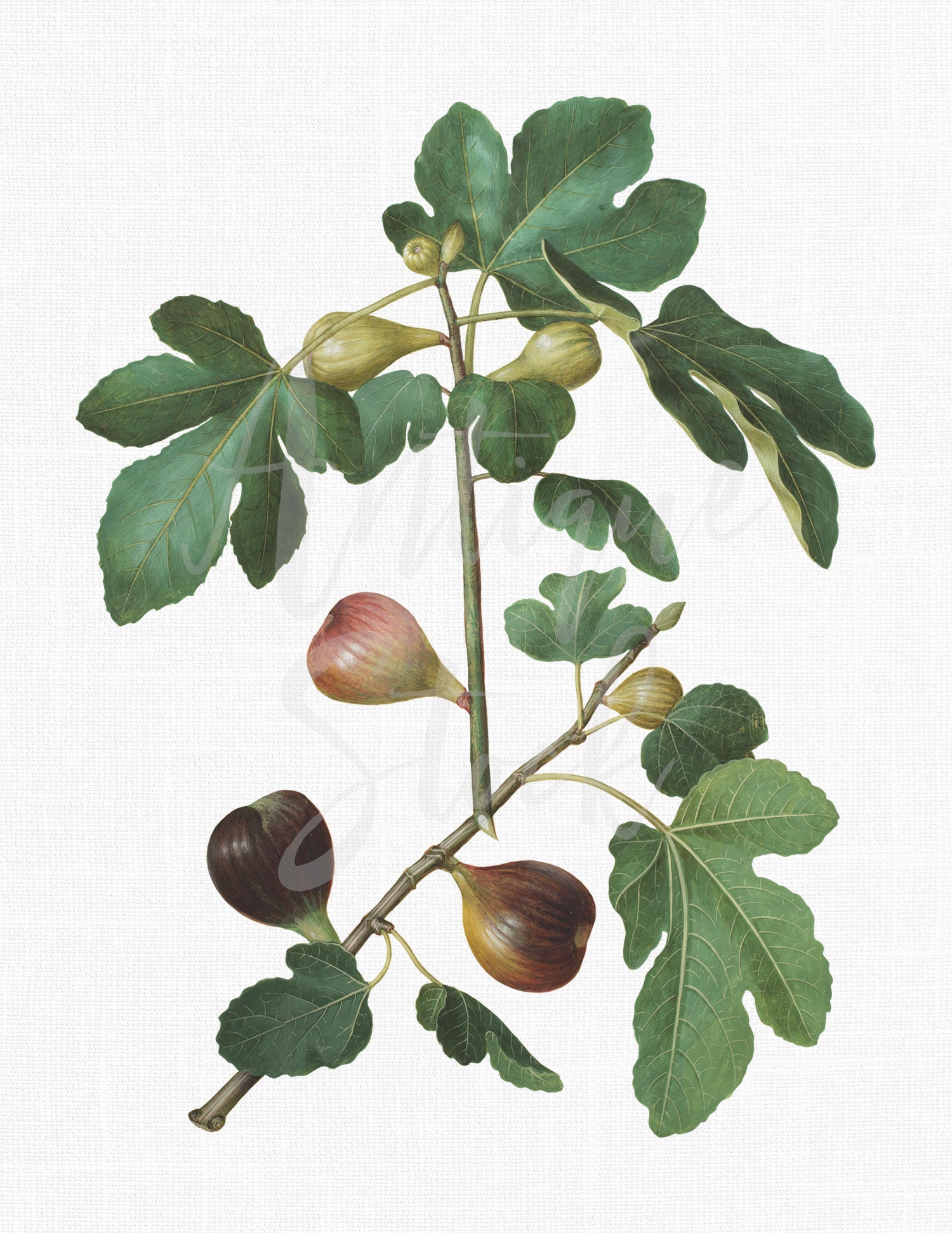 Printable Botanical Illustration common Fig | Etsy