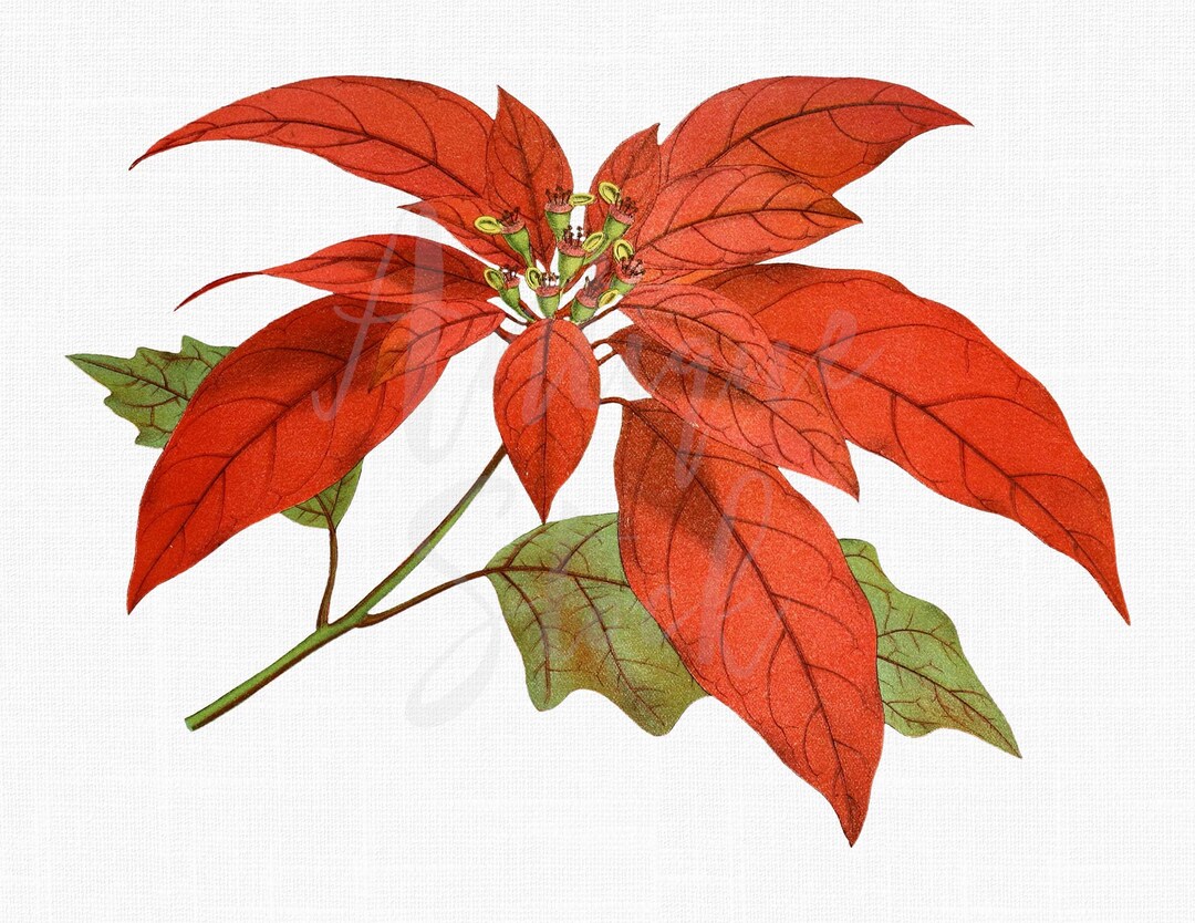 Flower Clipart "poinsettia" Printable Digital Download Botanical ...