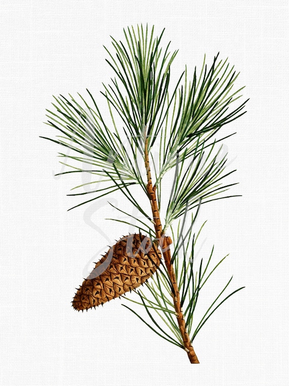 Pine Tree Branch Clip Art