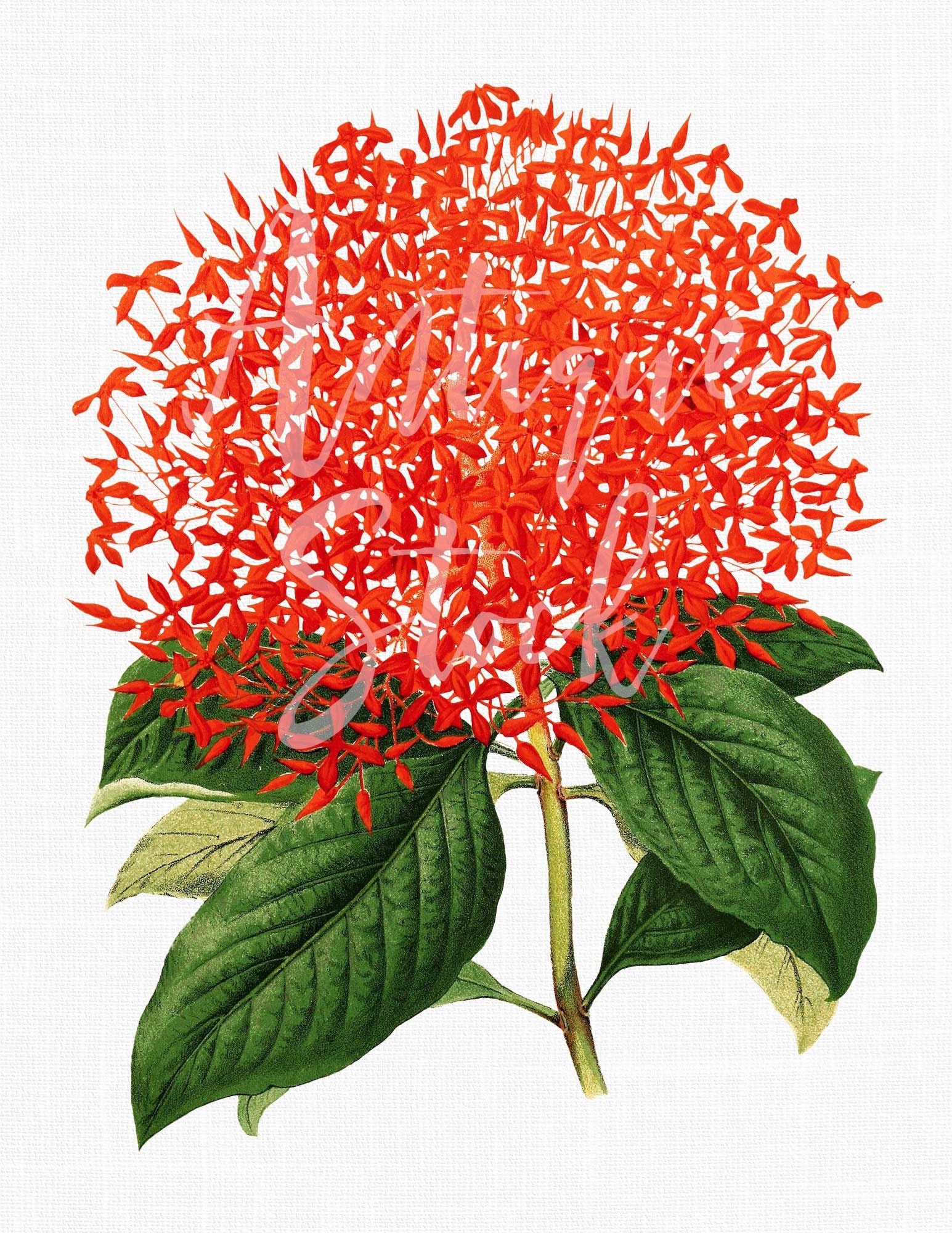 Ixora Plant Drawing