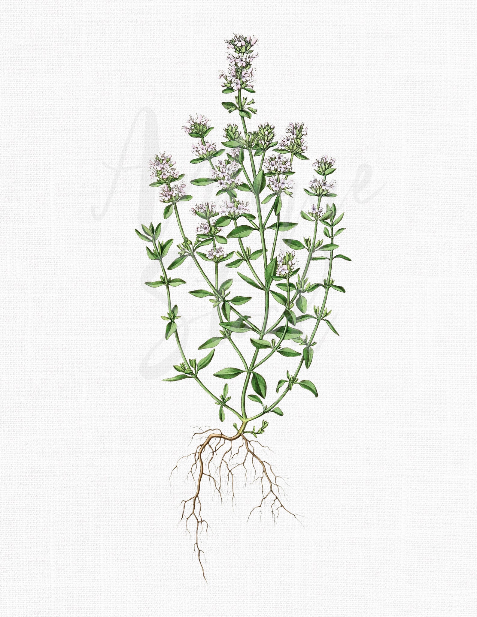 Digital Download Herb Print thyme Botanical - Etsy
