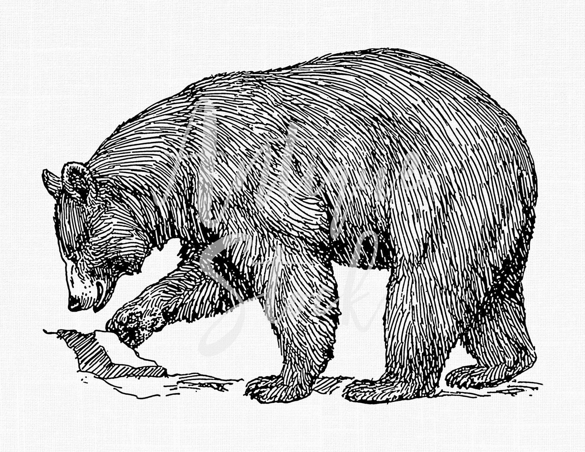 Microsoft Office Black And White Clipart Bear