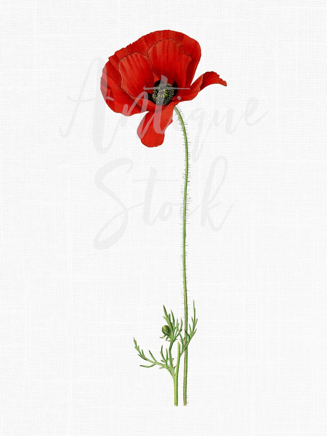 Red Flower Clipart "poppy Flower" Vintage Botanical Illustration ...