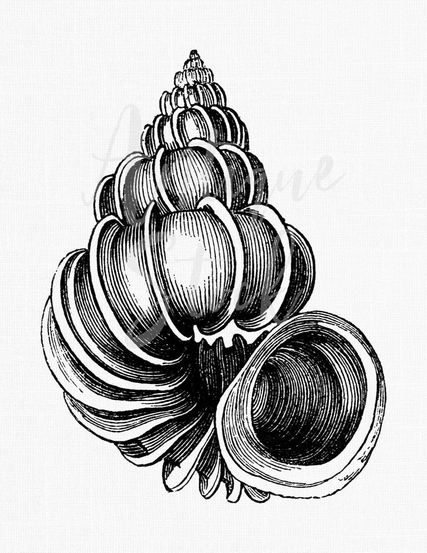 Large Shell Old Image precious Wentletrap Seashell | Etsy