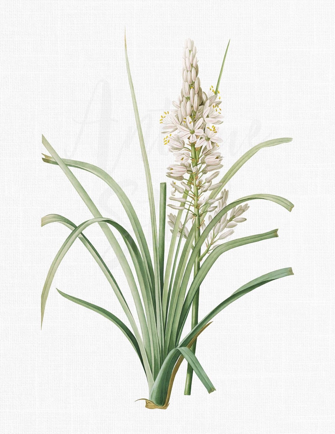 Flower Clipart common Asphodel Digital Image, Botanical Illustration ...