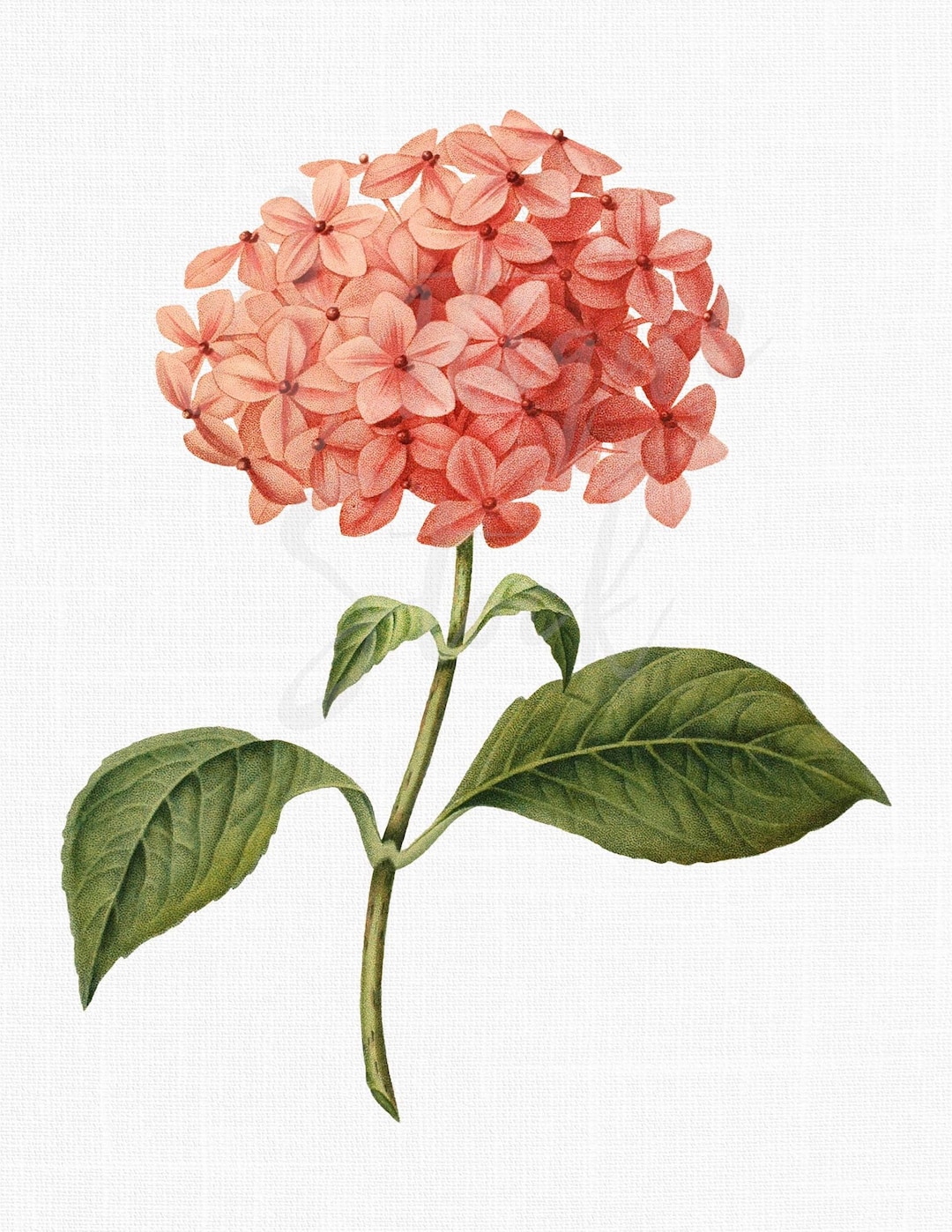Botanical Illustration "pink Hydrangea" Image Hortensia Flowers Digital ...