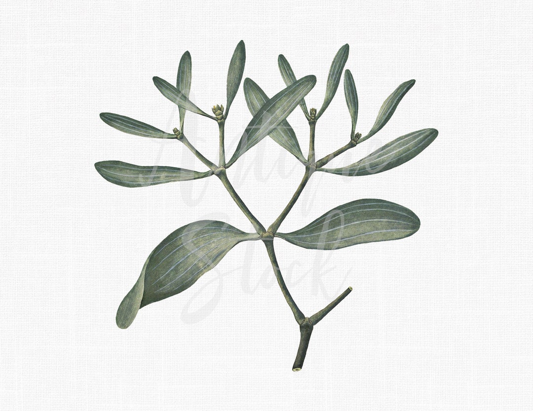 Mistletoe Printable mistletoe Vintage Botanical Illustration for ...