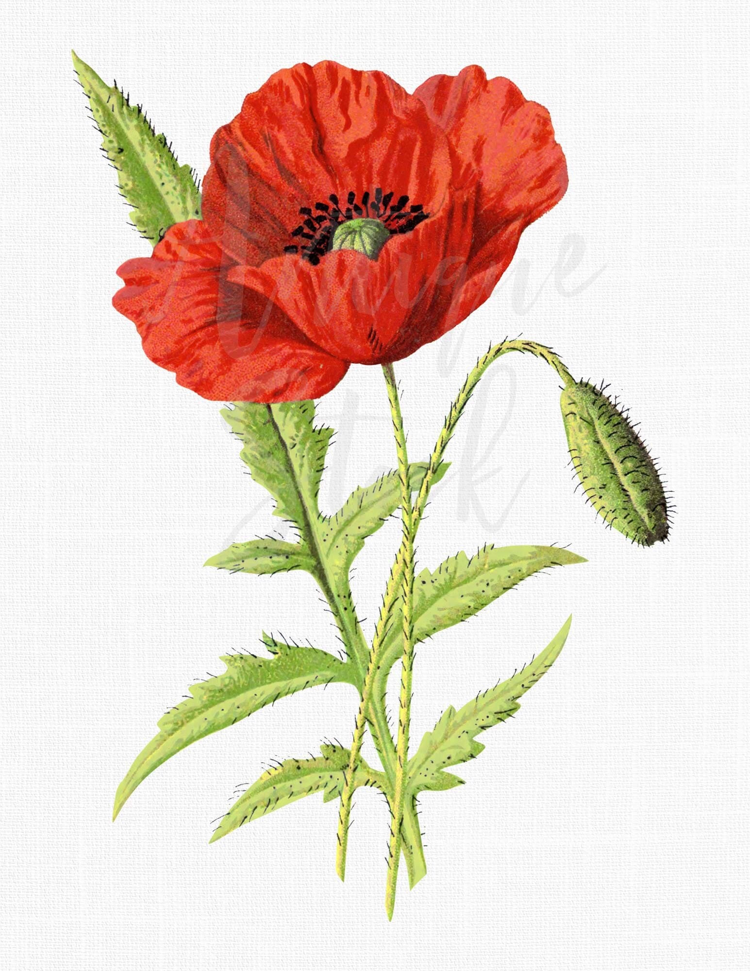 Red Flower Clipart common Poppy Vintage Botanical Illustration Digital ...