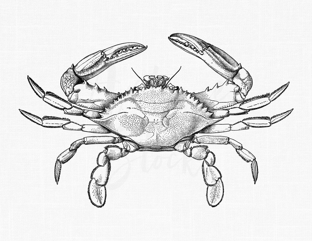 Crab Line Art Clipart "blue Crab" Sea Life Illustration Digital ...