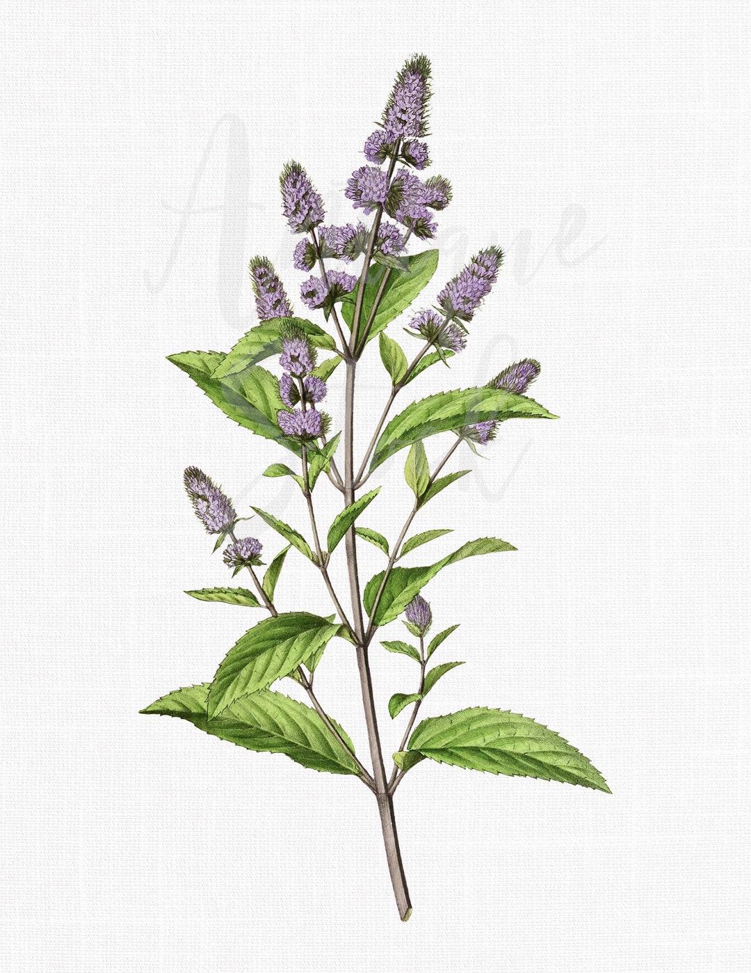 Vintage Flowers Digital Download "peppermint" Herb Botanical ...