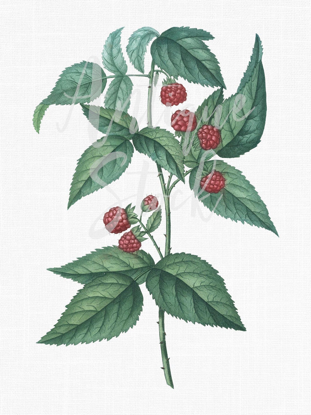 Digital Download Plant european Raspberry Vintage - Etsy