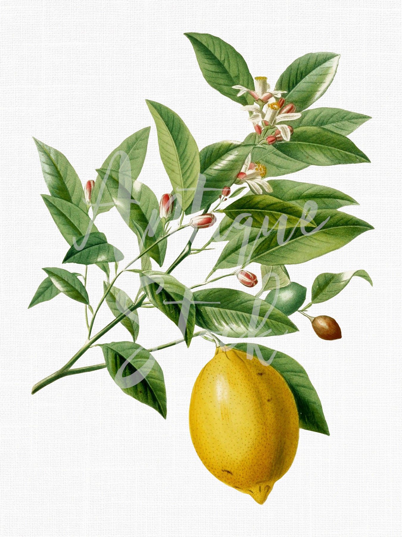 Lemon Botanical Illustration