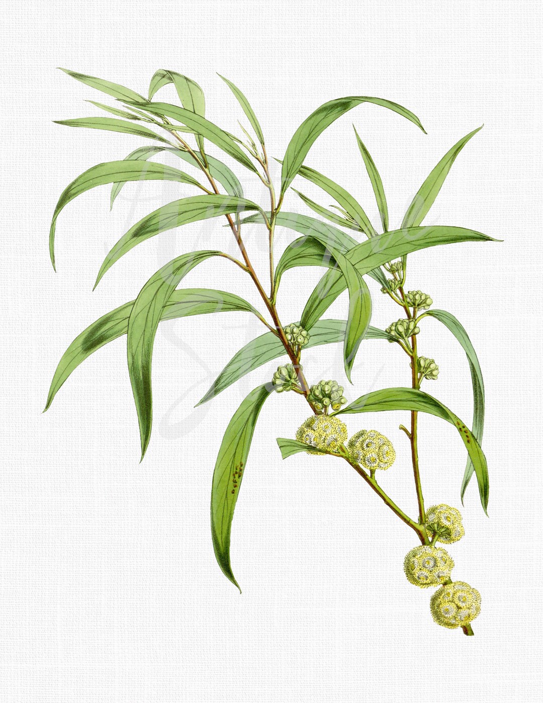 Printable Eucalyptus Art, Instant Download "smithton Peppermint ...