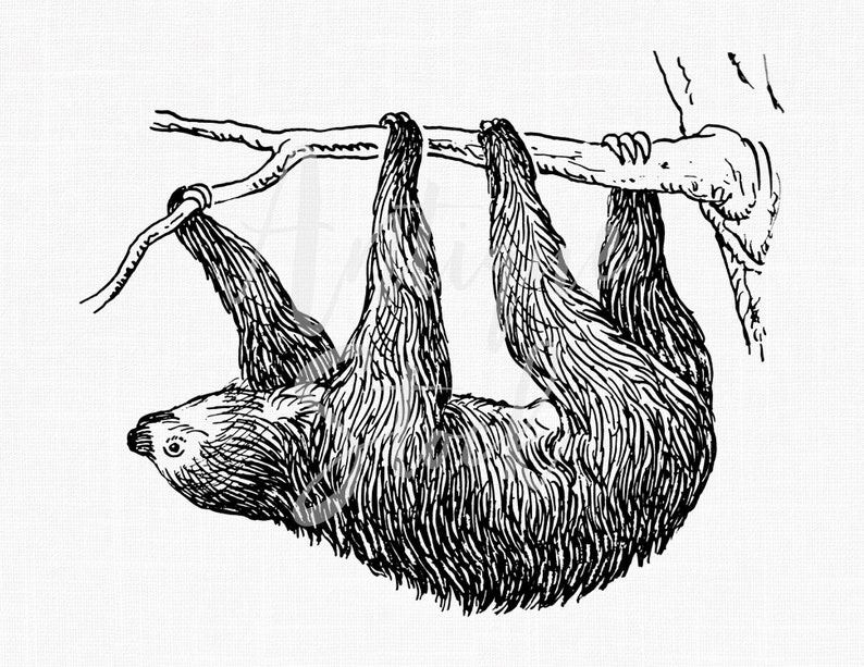 Sloth Drawing Printable sloth Clipart Digital - Etsy