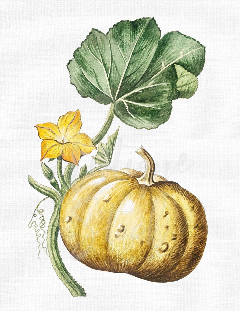 Clipart squash Vintage Pumpkin Digital Download - Etsy