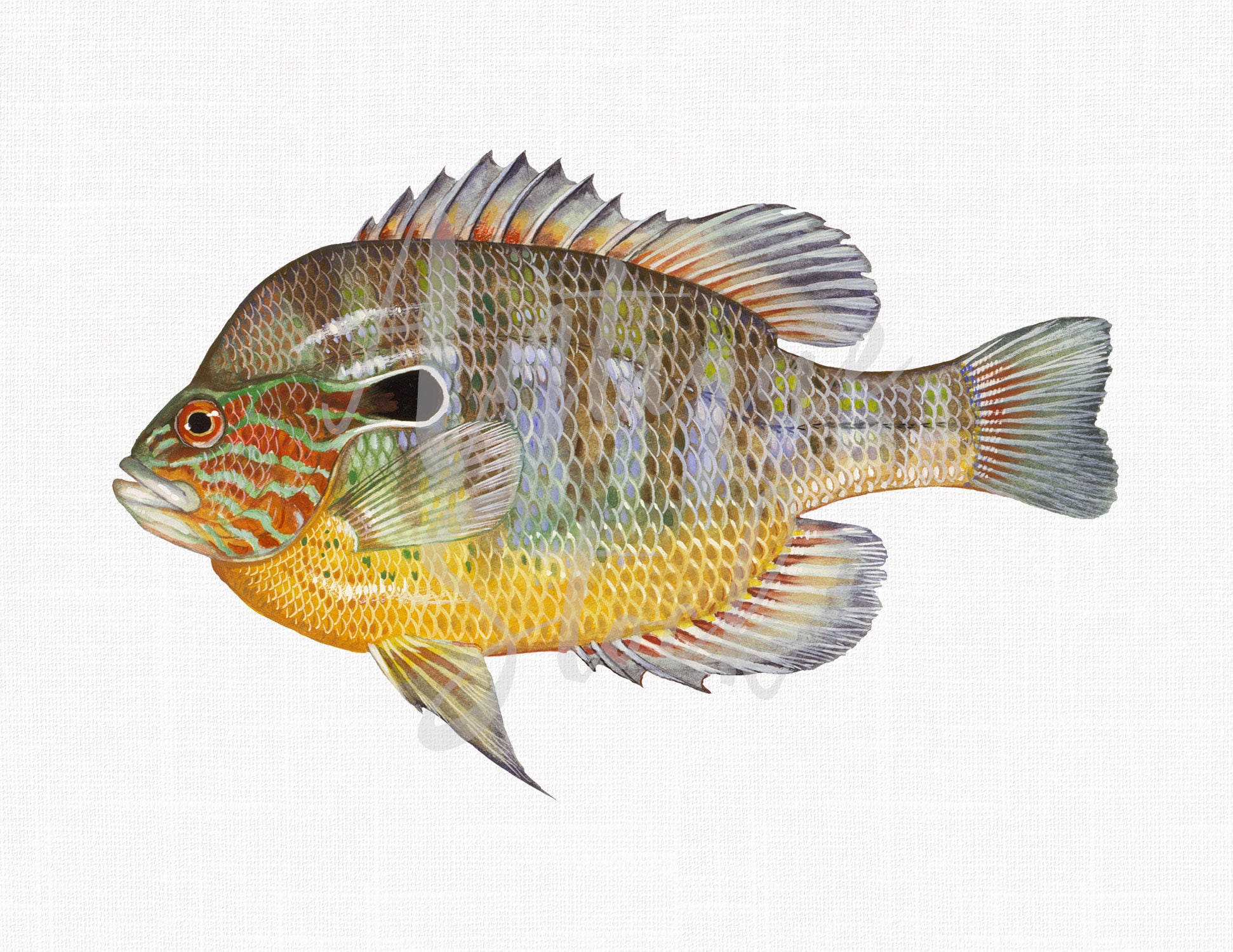 Fish Clip Art Longear Sunfish Animal Digital | Etsy