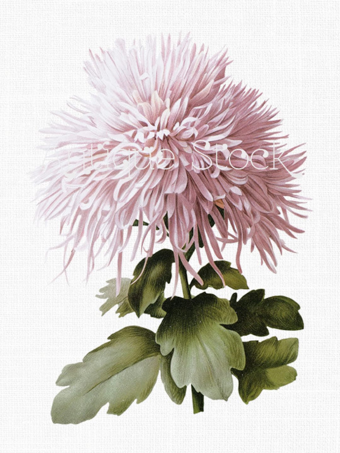 Flower Clipart "pink Mum" Printable Botanical Illustration Download ...