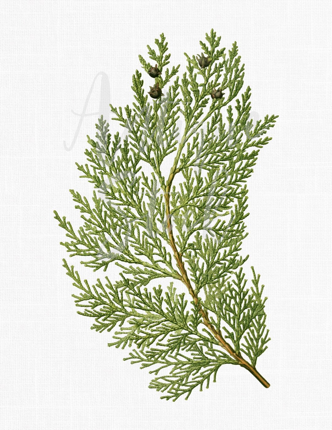 Leaf Clipart Printable Art "oriental Thuja" Cypress Digital Download ...