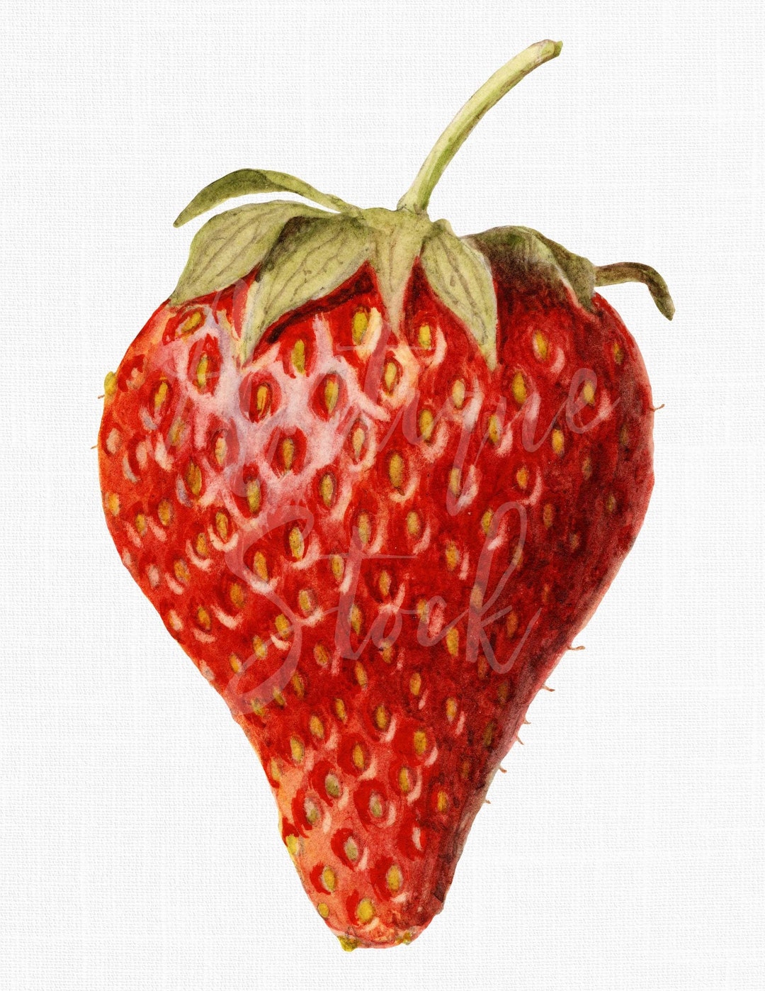 Strawberry Printable Art Download "bellmar Strawberry" PNG & JPG Images ...