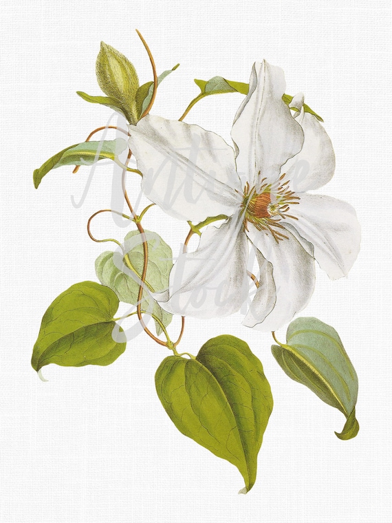 Vintage Clip Art Flower Vine Flower Vine Clipart Images | Free