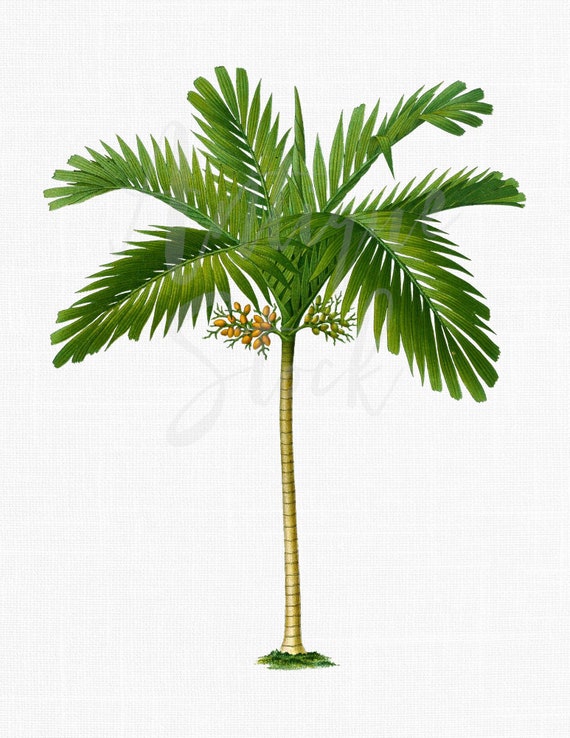 Botanical Illustration Palm Tree Clipart Printable Image | Etsy