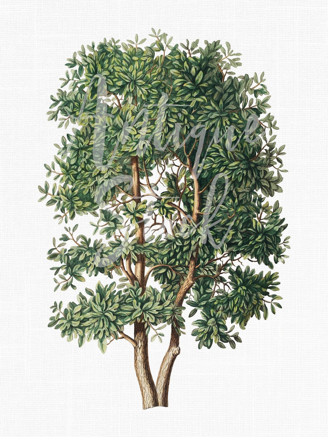 Printable Botanical Art "sassafras Tree" Old Illustration, Instant ...