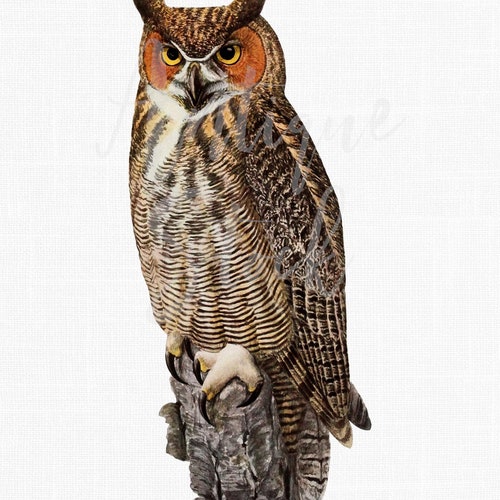 Awl Bird Clipart Backgrounds