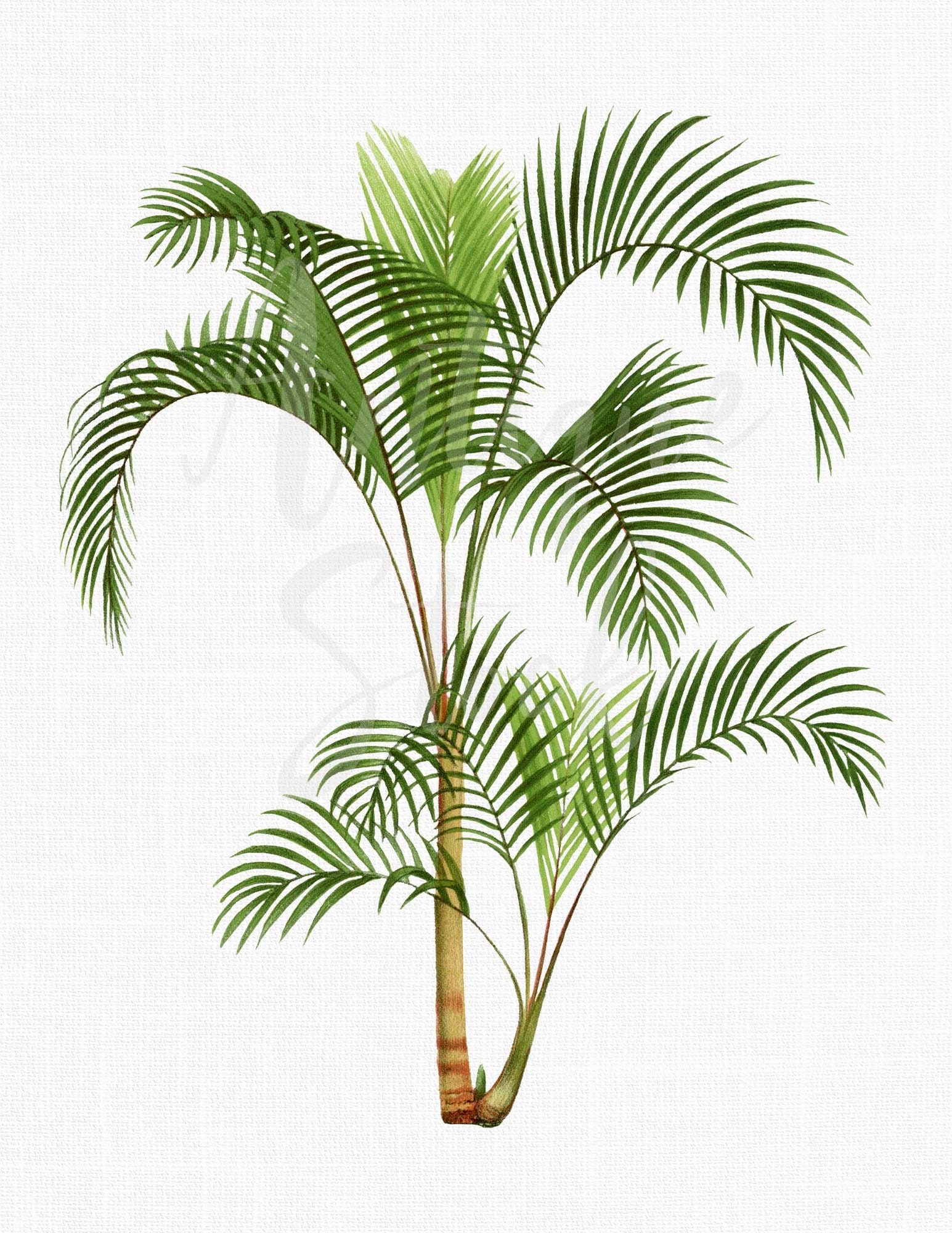 Botanical Illustration, Palm Tree Clipart, Printable Image "palmiste ...