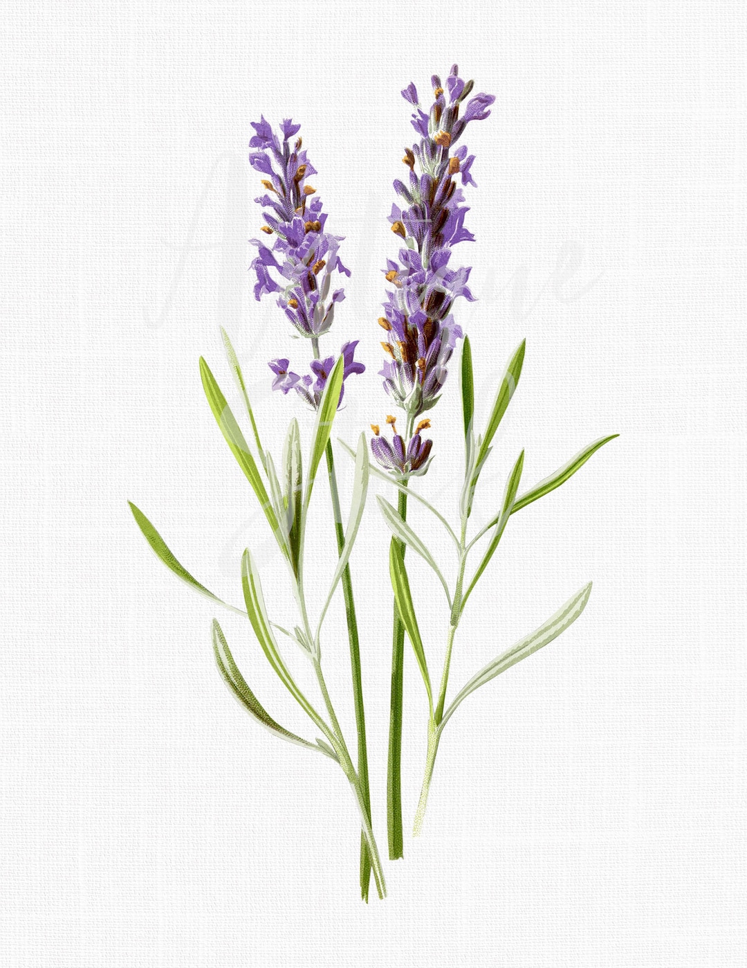 PNG + JPG Vintage Herb Image "common Lavender" Botanical Illustration ...