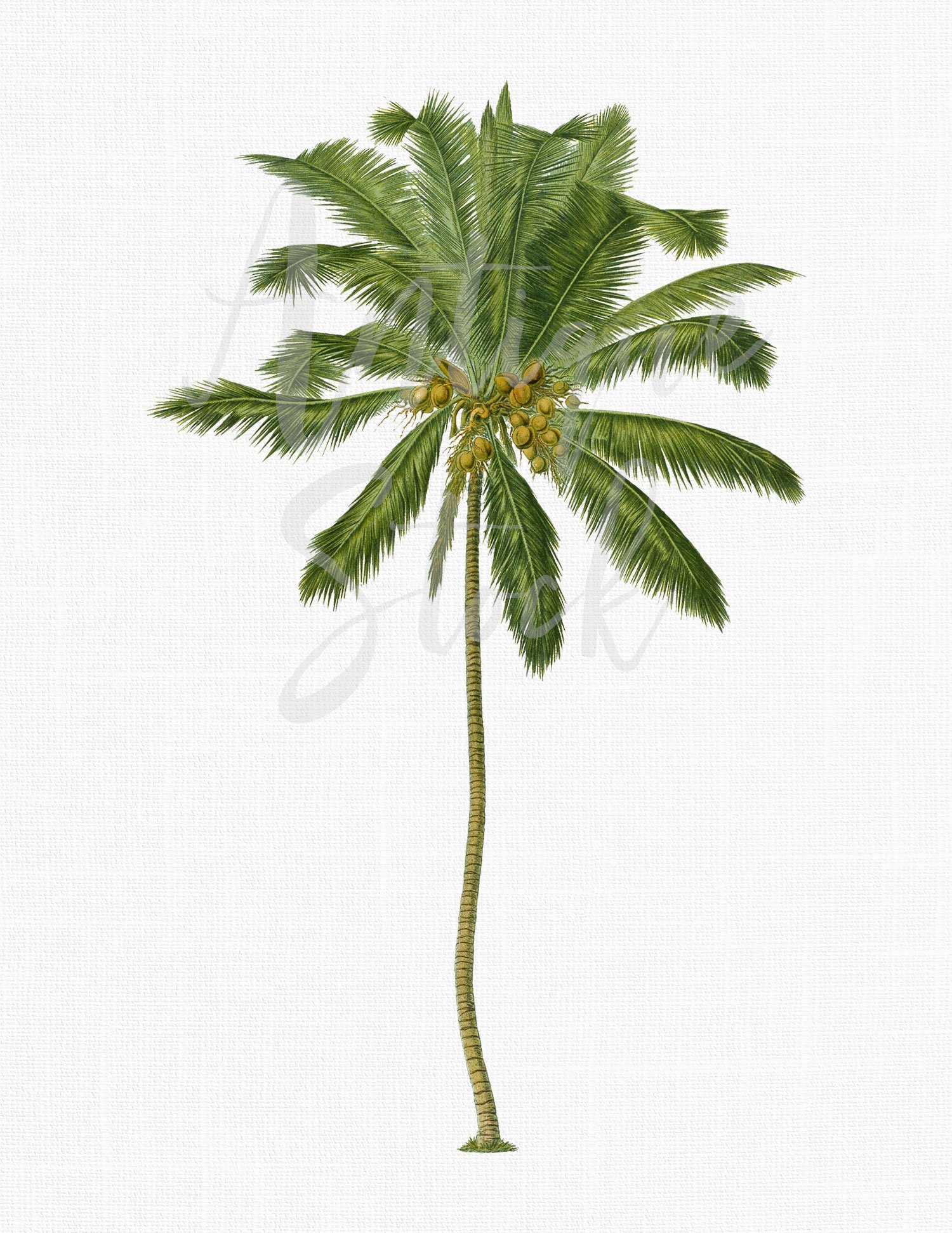 Palm Tree Coconut Clipart