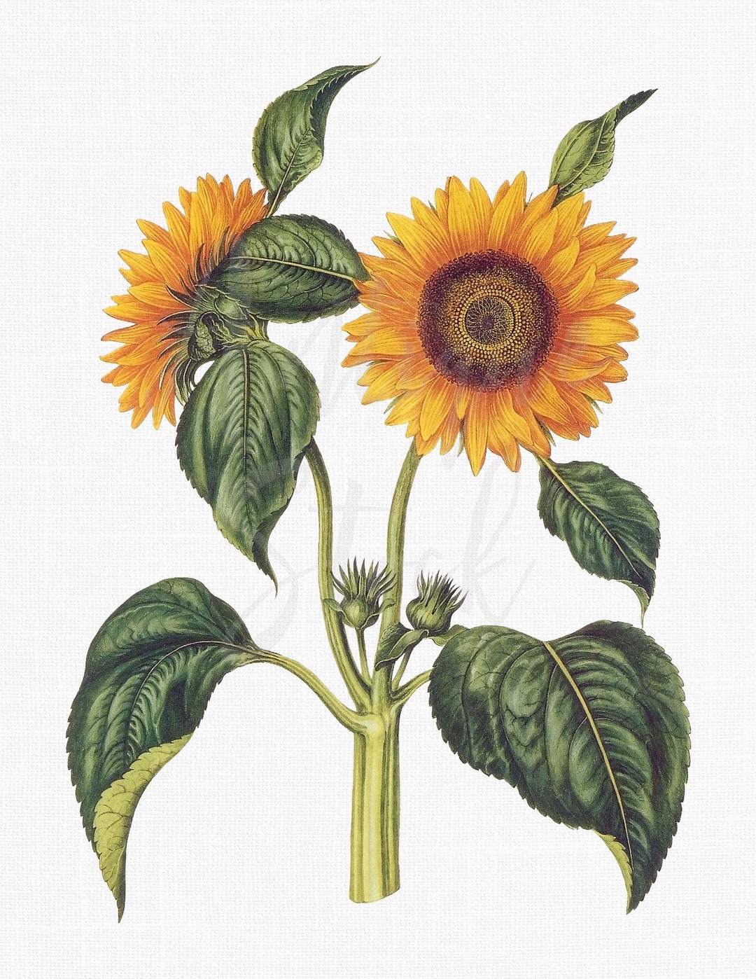 Digital Download "common Sunflower" Botanical Illustration Image for ...