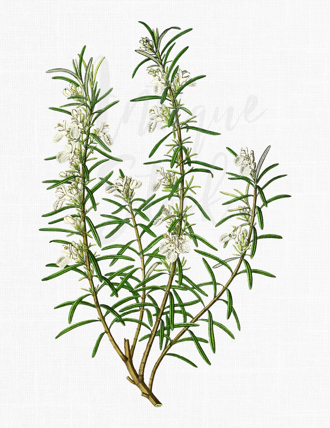 Botanical Download Print "white Rosemary" Vintage Printable Image for ...