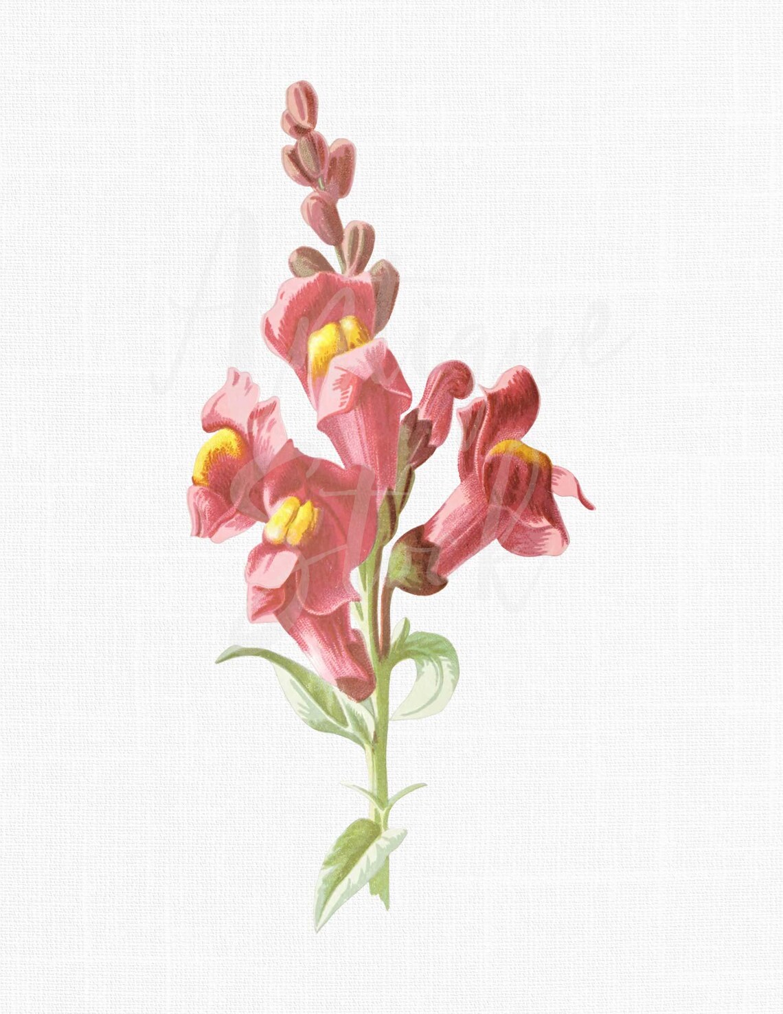 Snapdragon Clipart Vintage Botanical Illustration PNG JPG Antirrhinum ...