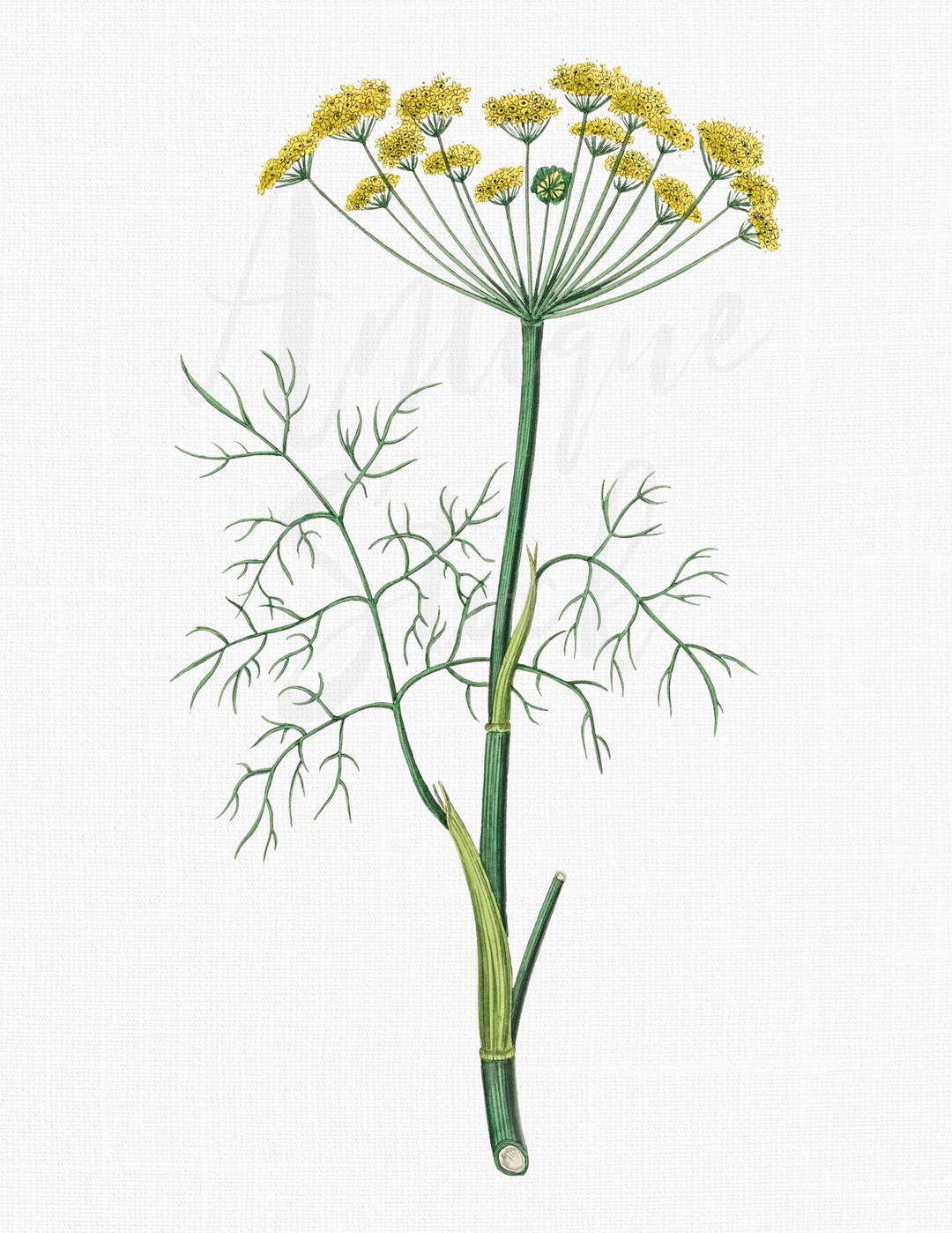 Printable Botanical Illustration, Culinary Herb Vintage Print "dill ...