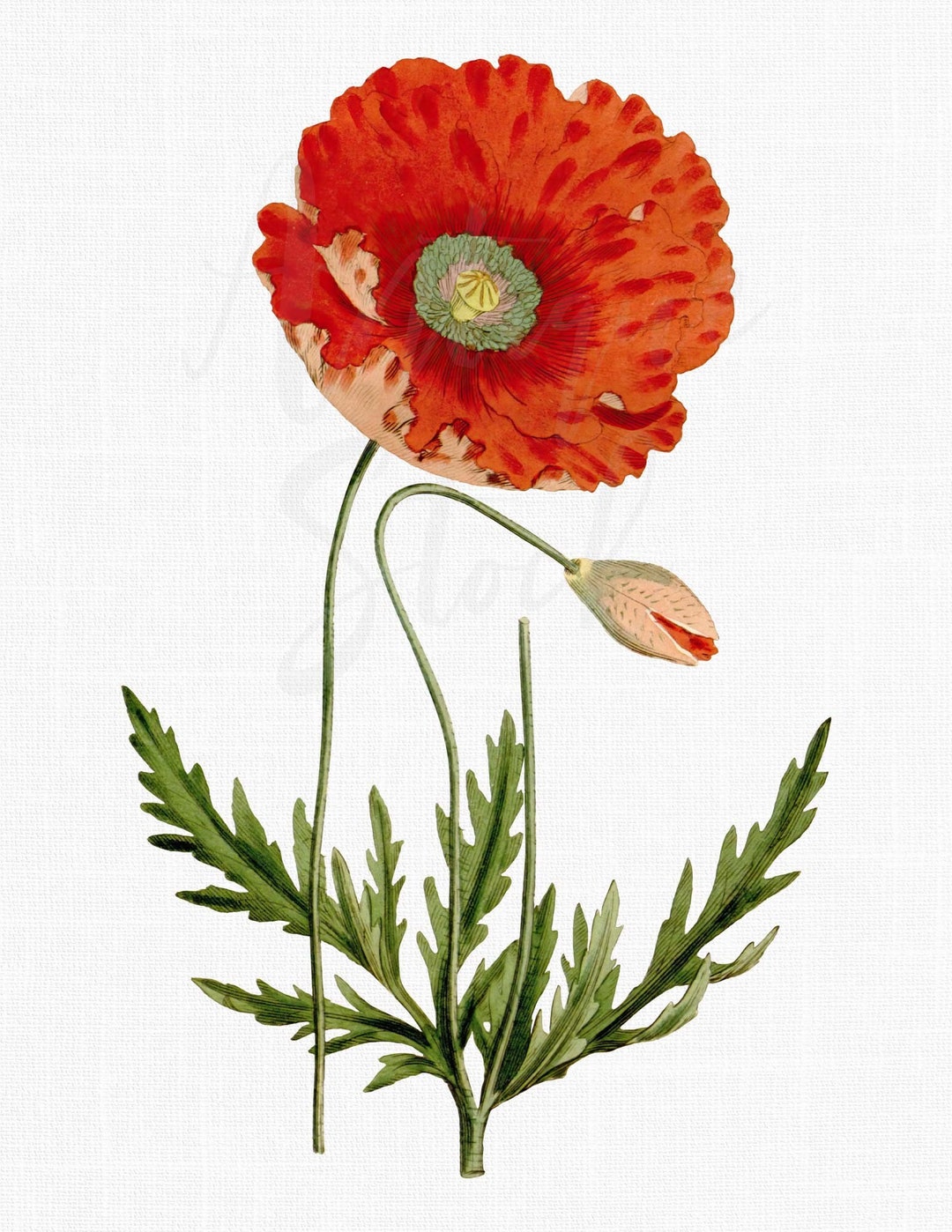 Red Poppy Flower Image "field Poppy" Digital Graphic for Invitations ...