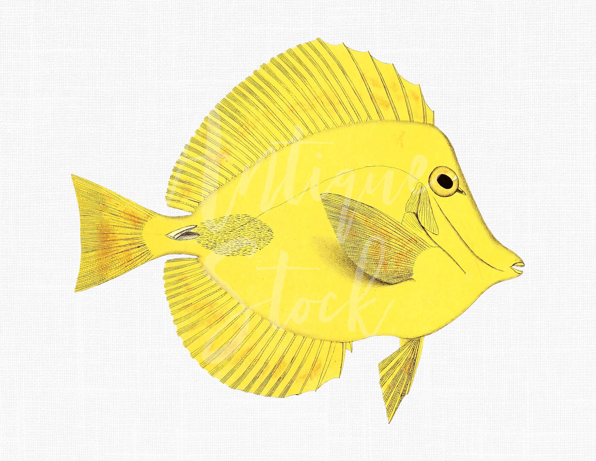 Yellow Tang Drawing