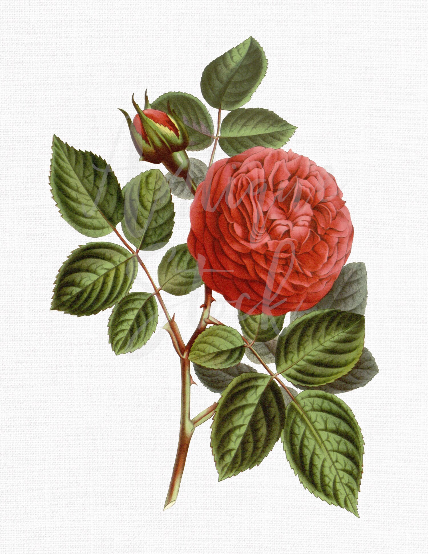 Rose Clipart Botanical Illustration "general Washington" Flower Image ...