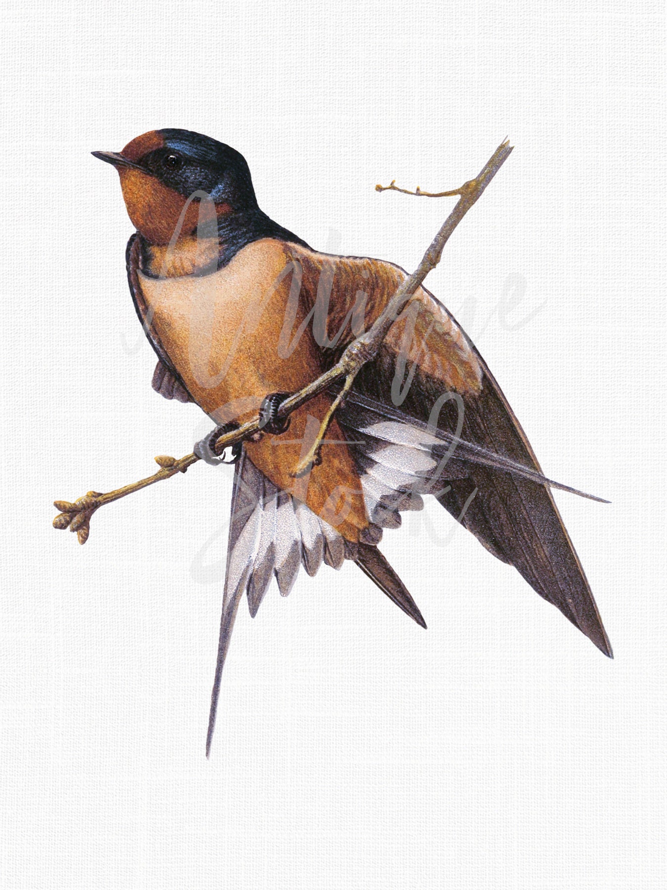 Vintage Swallow Drawings