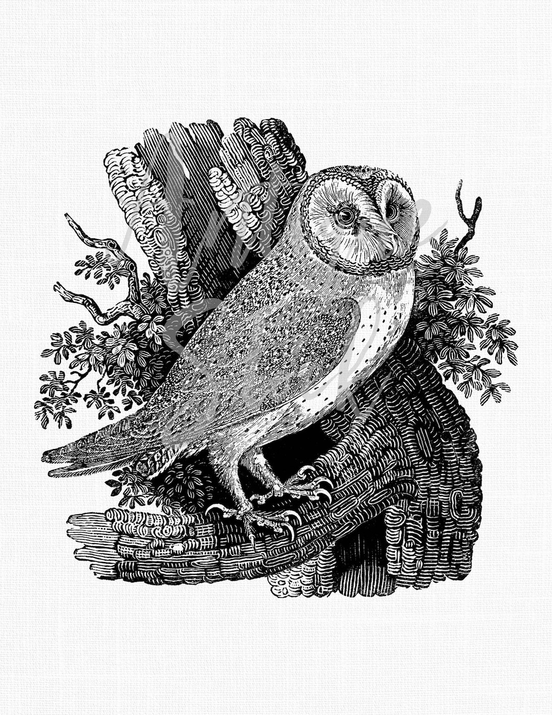 Búho Clipart Ilustración vintage dibujo de arte lineal - Etsy México