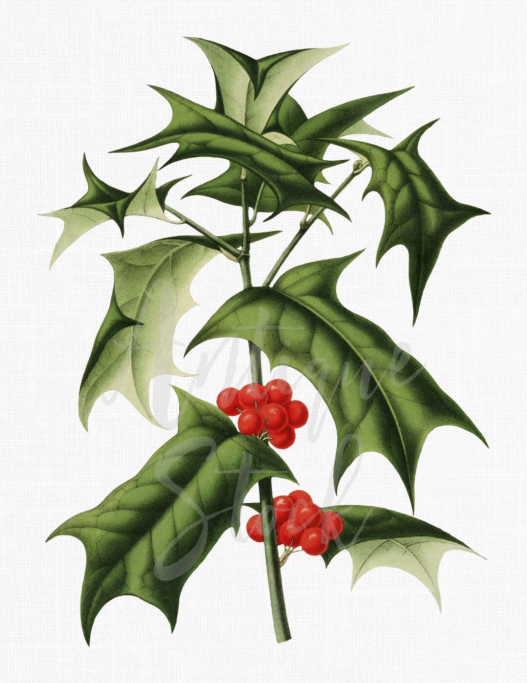 Holly Printable Art Botanical Artwork "chinese Holly" Instant Download ...