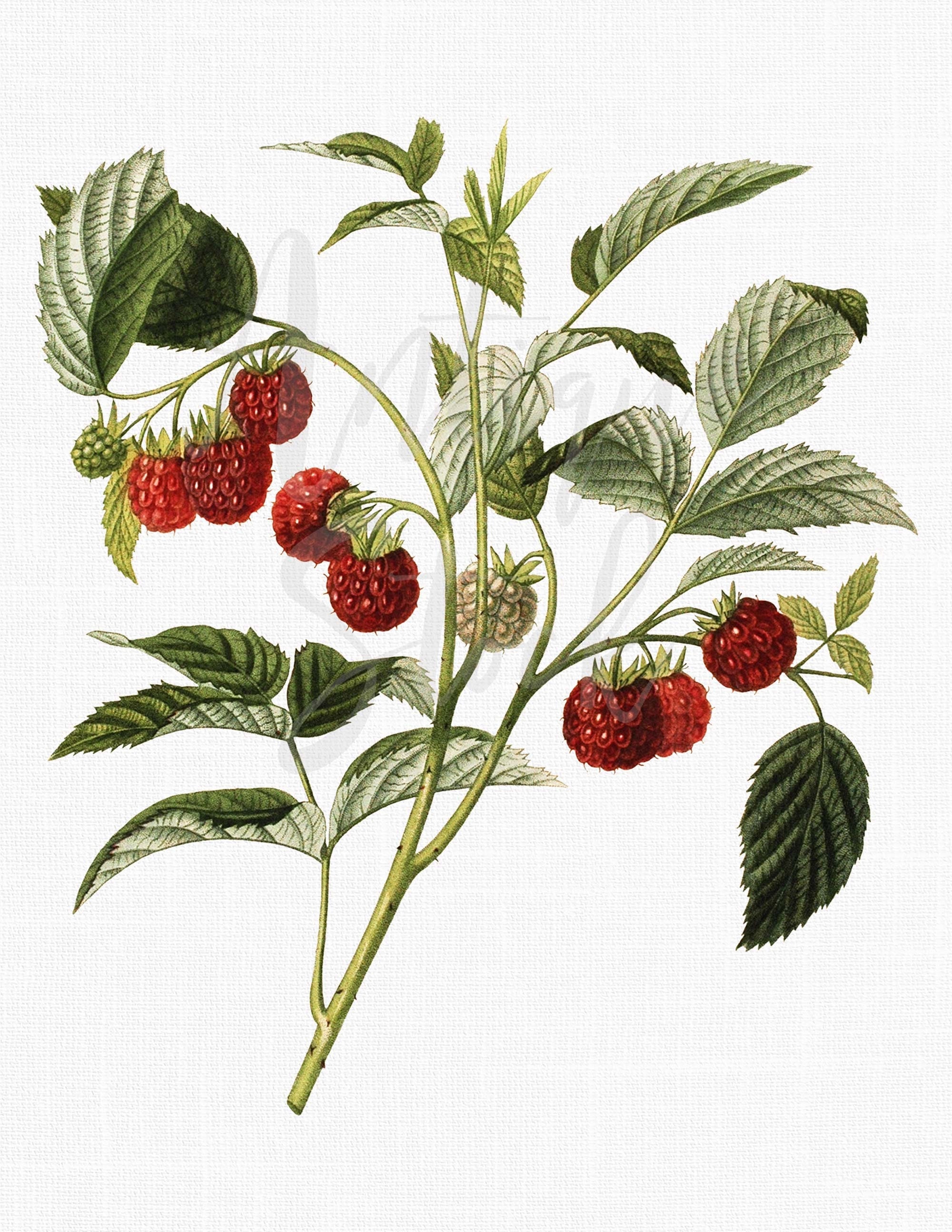 Raspberry Plant Drawing