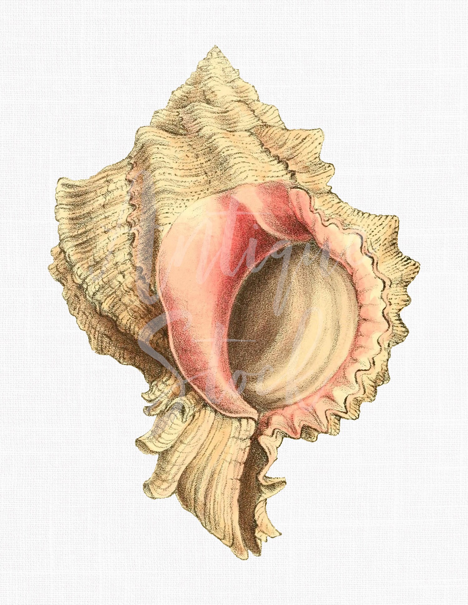 Murex Sea Snail