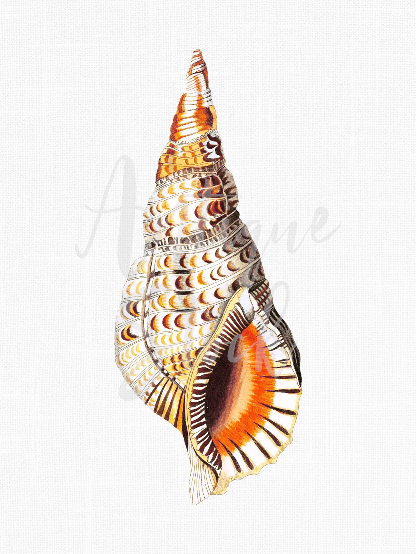 Shell Clipart Seashell Vintage Printable Illustration | Etsy